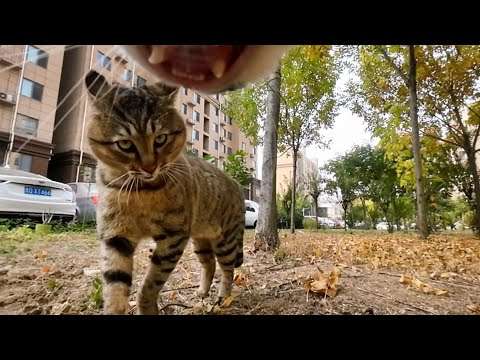 Katze mit GoPro kämpft und zeigt Dominanz | Schmunzeln.net